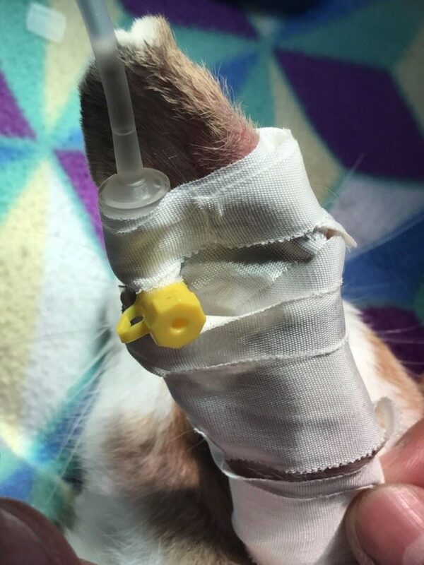 Rabbit Surgery: Broken thigh. Femur Fracture – Sài Gòn Pet