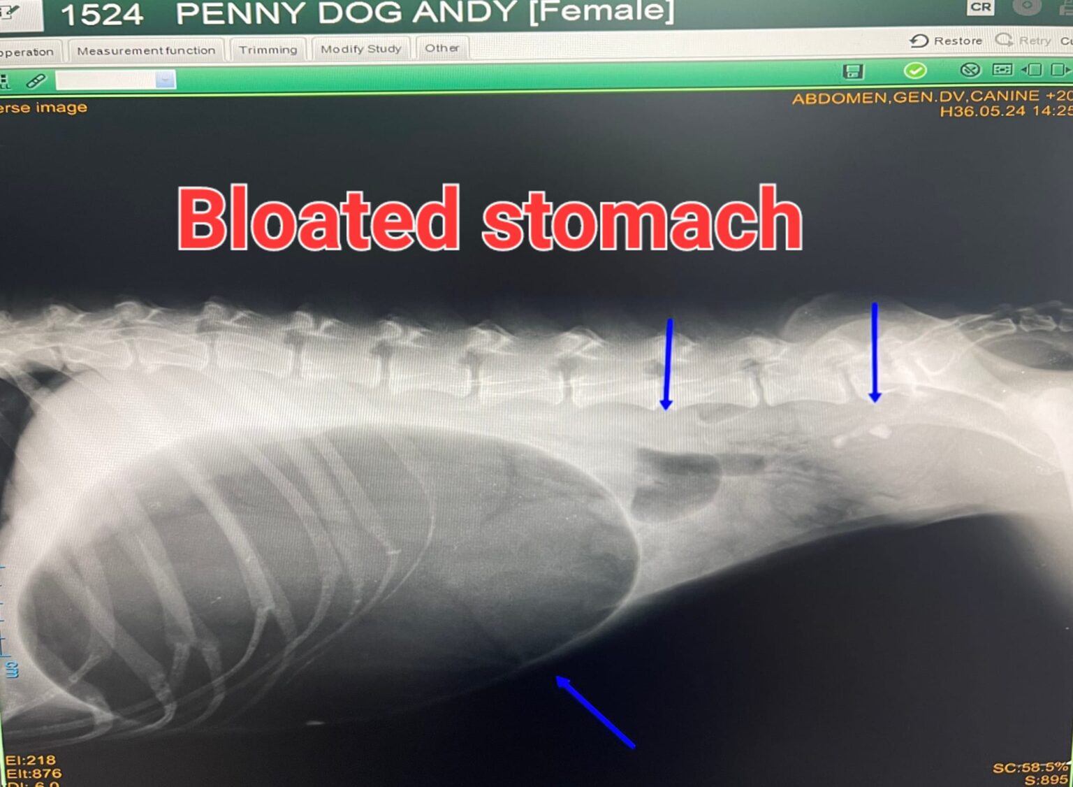 MOTHER OF EMERGENCIES TO SAVE PENNY who had Gastric Dialated vulvulus ...